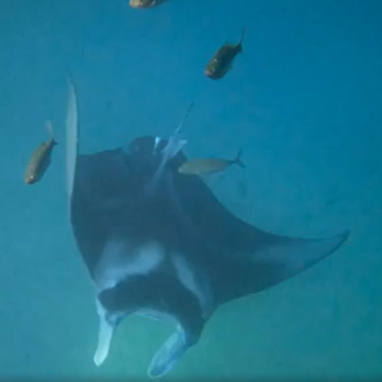 LIQUID HAWAII - Updated June 2024 - 86 Photos & 110 Reviews - Puako ...