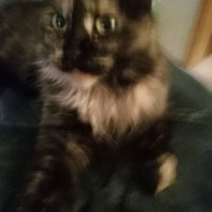 MONTGOMERY COUNTY SPCA - Updated June 2025 - 14 Reviews - 1059 ...