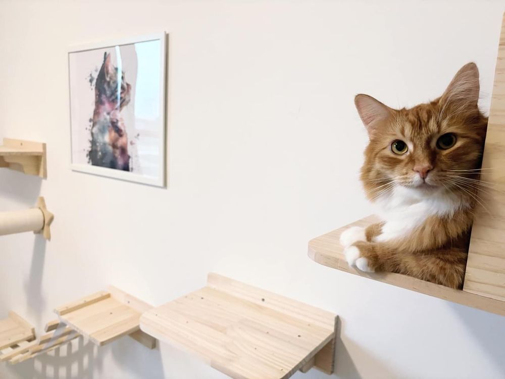 CAT NOOK INN - TEMP. CLOSED - Updated December 2025 - 20 Photos - 451 ...