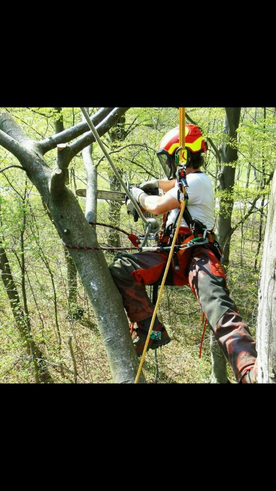 ROYAL TREE CARE - Updated March 2024 - Groveland, California - Tree ...