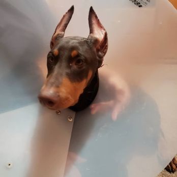 AVOCADO ANIMAL HOSPITAL OF FALLBROOK - Updated June 2025 - 35 Photos ...