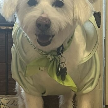 PET RESCUE - Updated December 2025 - 20 Reviews - 7 Harrison Ave ...