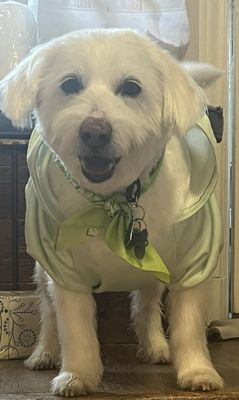 PET RESCUE - Updated December 2025 - 20 Reviews - 7 Harrison Ave ...