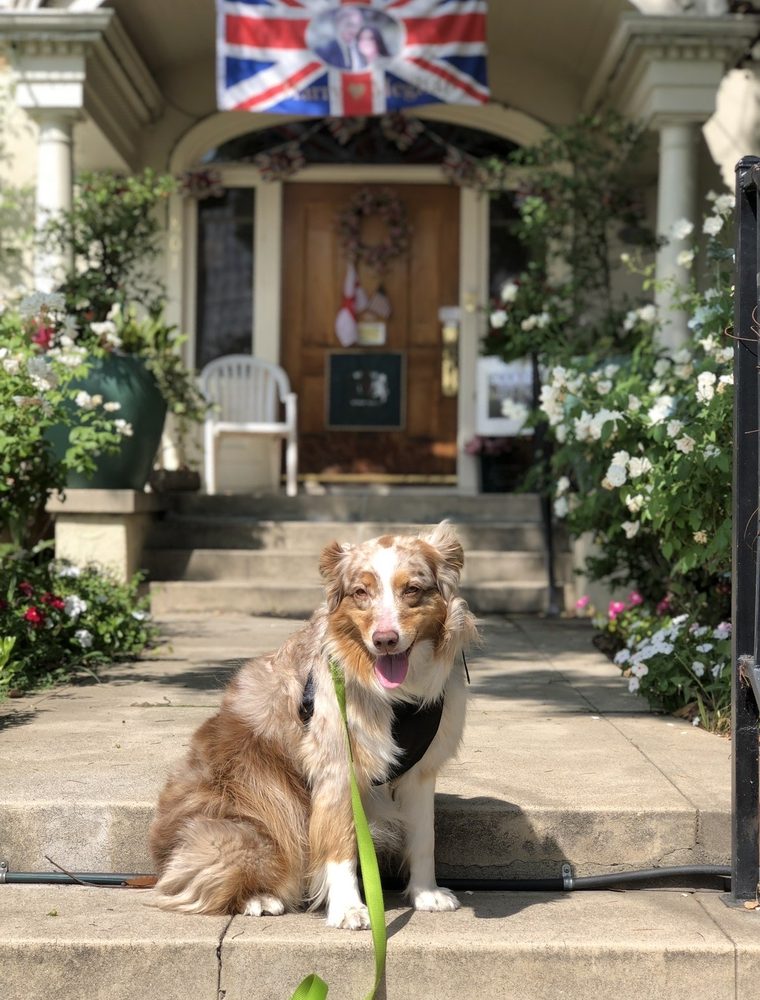 ROSE TREE COTTAGE - 125 Photos & 295 Reviews - 801 S Pasadena Ave ...