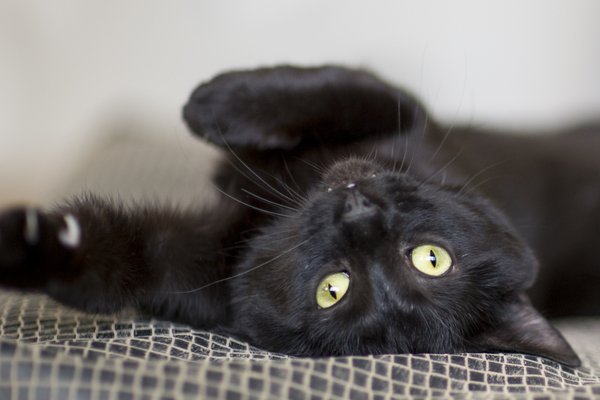 CHICAGO CAT RESCUE - Updated October 2025 - 27 Reviews - Chicago ...