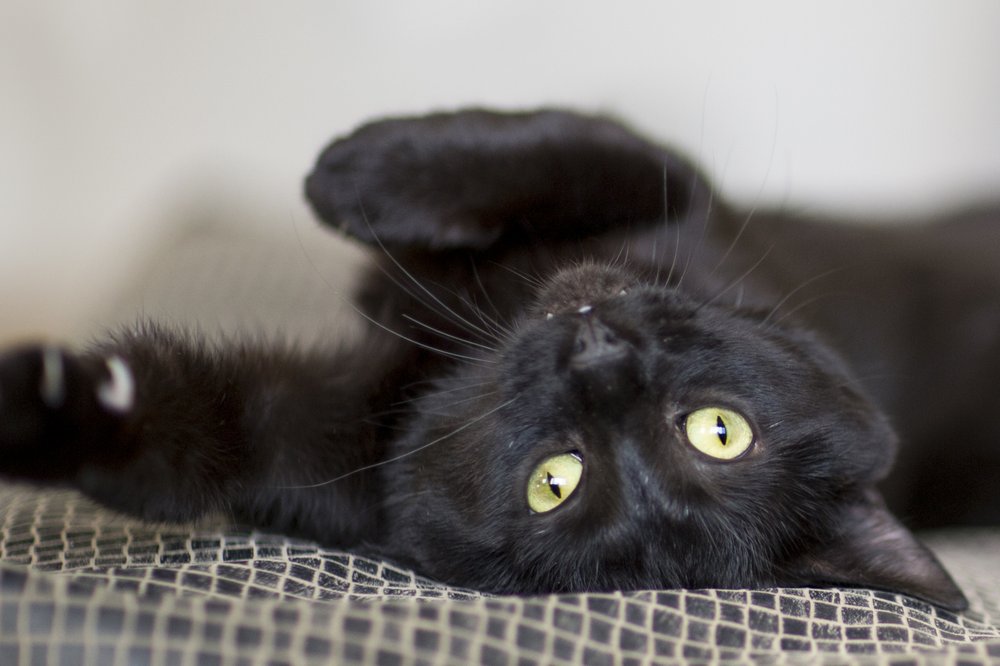 CHICAGO CAT RESCUE - Updated October 2025 - 27 Reviews - Chicago ...