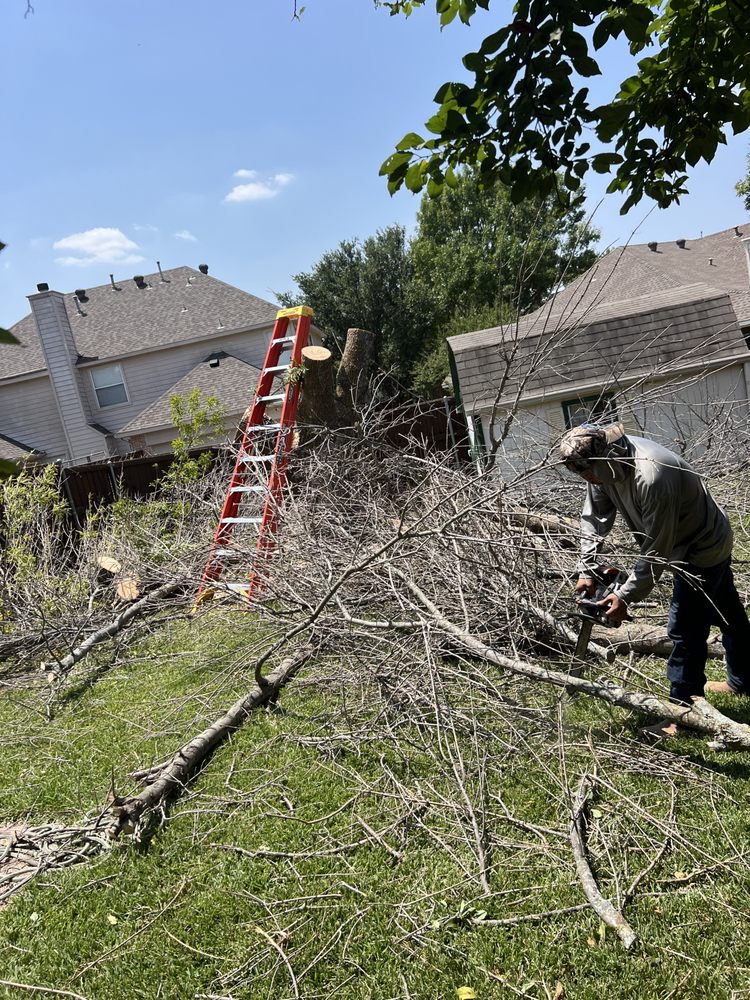IBARRA TREE SERVICE - Updated March 2026 - Request a Quote - 44 Photos ...