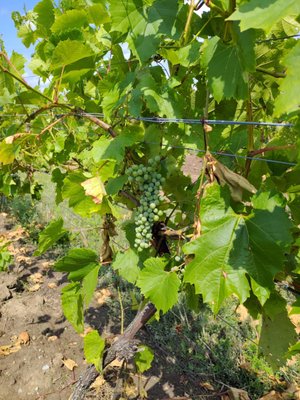 WILLOW SPRINGS WINERY & VINEYARD - Updated August 2024 - 143 Photos ...