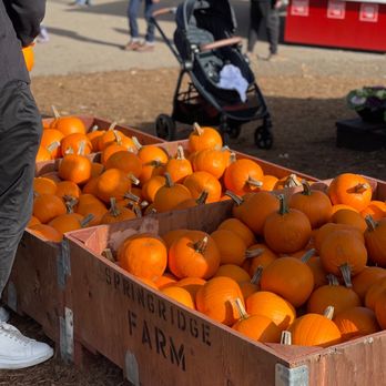 SPRINGRIDGE FARM - Updated November 2025 - 160 Photos & 44 Reviews ...