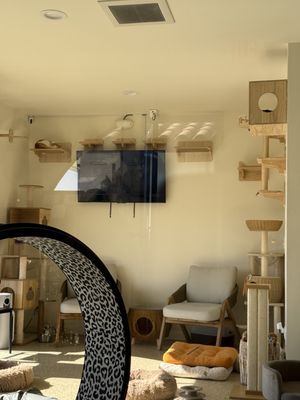 THE CAFFEINATED CAT CAFE - Updated June 2025 - 41 Photos & 17 Reviews ...