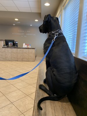 REID VETERINARY HOSPITAL - Updated January 2026 - 34 Reviews - 933 ...