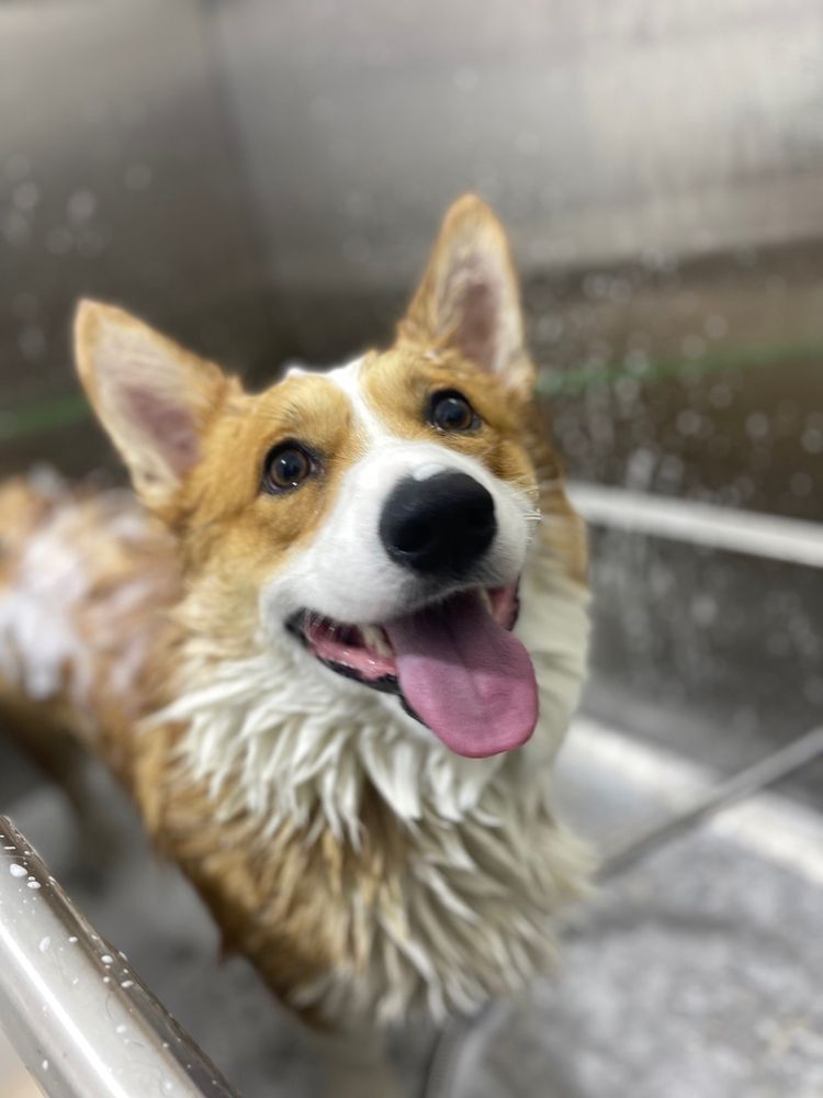 PAW CHAKRA - ZEN GROOMING FOR DOGS AND CATS - Updated October 2025 ...