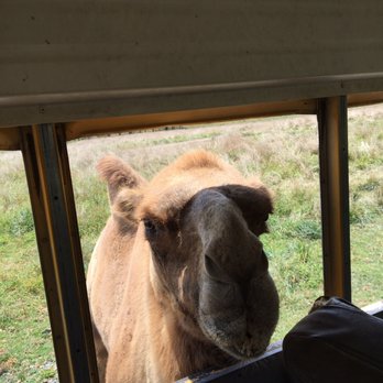 FORT CHISWELL ANIMAL PARK - Updated August 2025 - 81 Photos & 24 ...