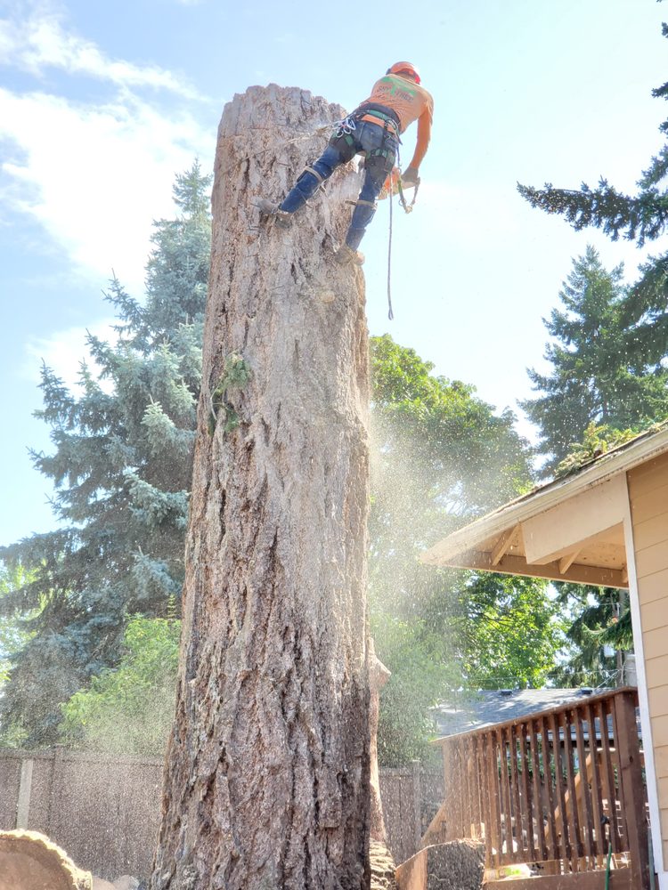 SKY TREE SERVICE - Updated December 2025 - 169 Photos & 67 Reviews ...