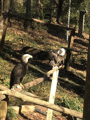 ZOO-BEAR HOLLOW WILDLIFE TRAIL - Updated December 2024 - 75 Photos & 20 ...