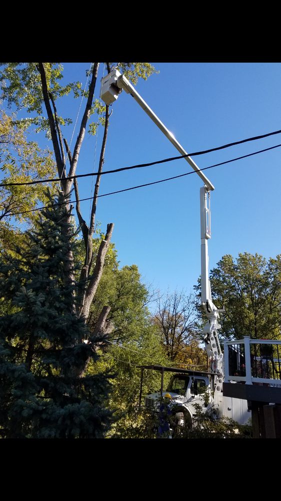 TIMBERLAND TREE SERVICE - Updated September 2025 - 12 Photos - 312 ...