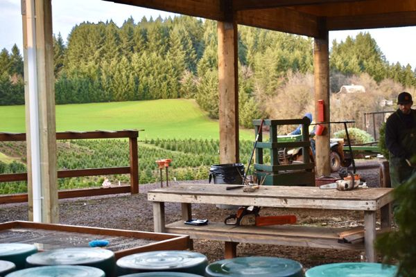 SKYLINE CHRISTMAS TREE FARM - Updated December 2025 - 33 Photos & 15 ...