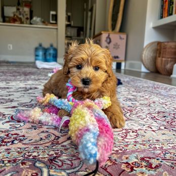 XO PUPS PUREBRED & DESIGNER - Updated September 2025 - 118 Photos & 31 ...