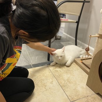 KITTY CAT CAFE - Updated August 2025 - 20 Photos & 12 Reviews - 108 ...