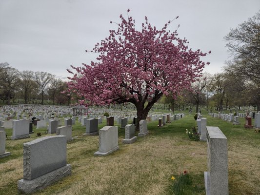 THE EVERGREENS CEMETERY - Updated October 2025 - 19 Photos & 17 Reviews ...