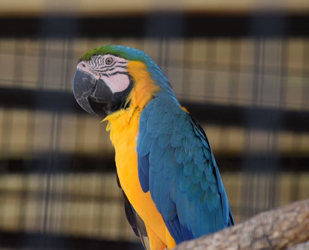 Aggieland Safari, Bryan | Roadtrippers