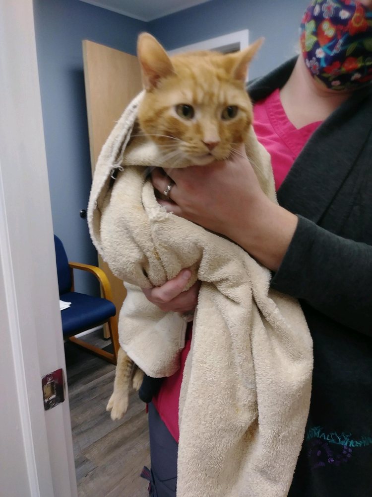 KNOLL ANIMAL HOSPITAL - Updated December 2024 - 23 Photos & 33 Reviews ...