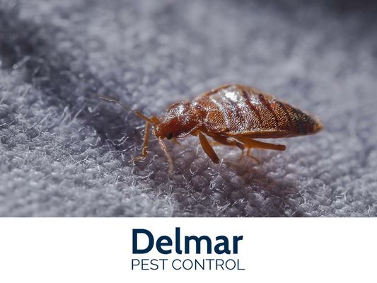 DELMAR PEST CONTROL - Updated December 2025 - 10 Photos & 20 Reviews ...