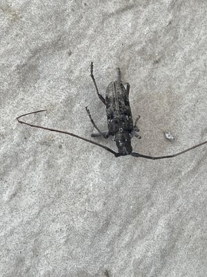PEAK PEST CONTROL RENO - Updated May 2026 - 11 Photos & 30 Reviews ...