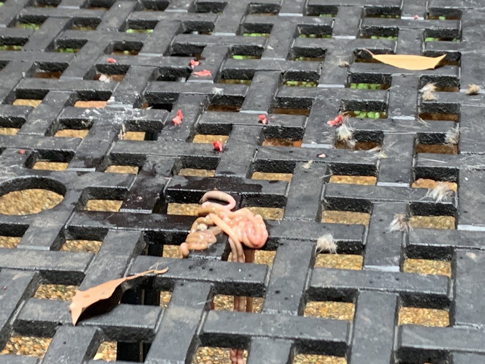 PRINCE CONTI HOTEL - 178 Photos & 204 Reviews - 830 Conti St, New ...