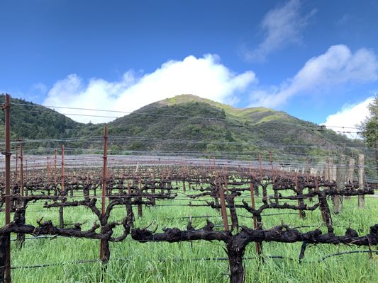 ALTA ORSA WINERY - 18 Photos - 1850 Duncan Springs Rd, Hopland ...