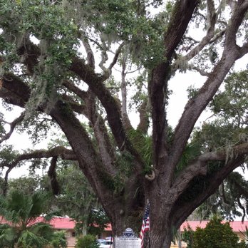 THE OLD SENATOR TREE - Updated October 2025 - 36 Photos & 12 Reviews ...