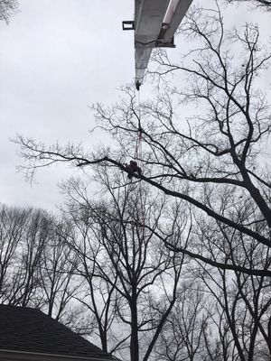 EAST COAST TREE EXPERTS - Updated April 2026 - 256 Photos & 24 Reviews ...