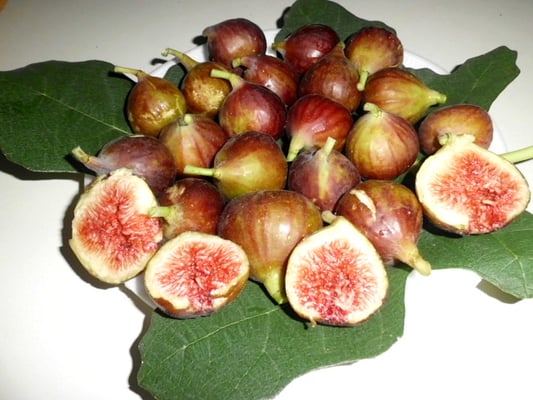 MY ITALIAN FIG TREE - Updated October 2025 - 12 Baldwin St, Milford ...