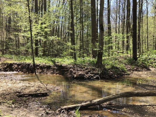 MORGAN-MONROE STATE FOREST - Updated April 2025 - 100 Photos & 21 ...