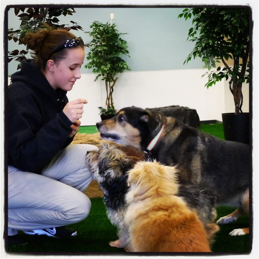 PAWS PREMIUM DOGGIE DAYCARE - Updated October 2025 - 44 Photos - 1500 ...