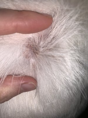 DIPPITY DO DOG - 66 Reviews & 36 Photos - 2040 S Alma School Rd ...