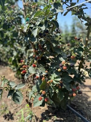 MORTIMER FARMS - Updated December 2025 - 607 Photos & 343 Reviews ...