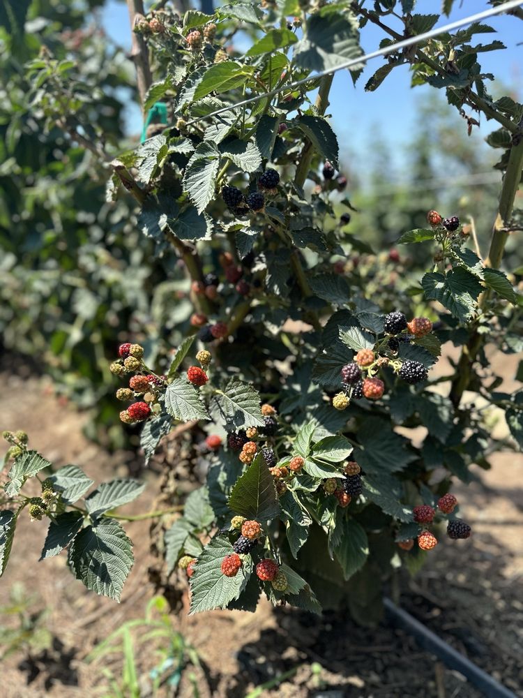 MORTIMER FARMS - Updated February 2025 - 548 Photos & 312 Reviews ...