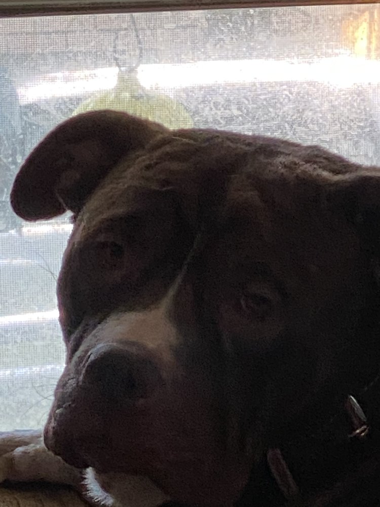 ARENAC BAY VETERINARY SERVICES - Updated September 2024 - 4366 M 61 ...