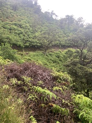 POAMOHO RIDGE TRAIL - Updated September 2024 - 88 Photos & 11 Reviews ...