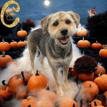 PAWGO - Updated April 2025 - 127 Photos & 238 Reviews - 46 W Hatcher Rd ...