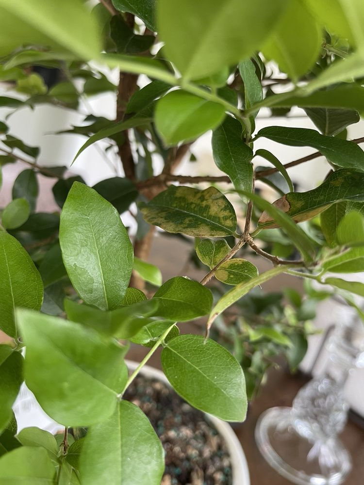 BONSAI OUTLET - Updated October 2025 - 48 Reviews - 914 S Main St ...