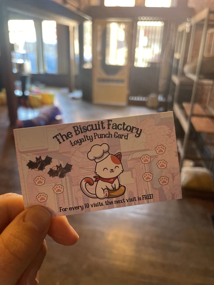 THE BISCUIT FACTORY CAT LOUNGE - Updated May 2024 - 10 Photos - 12 S ...