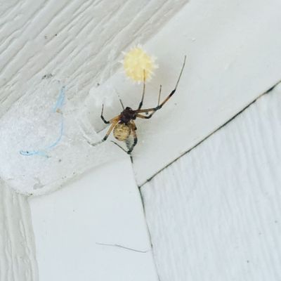 PRODIGY PEST SOLUTIONS - Updated January 2026 - 20 Photos & 44 Reviews ...