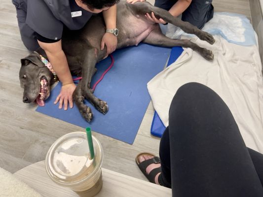 APEX VETS - Updated January 2026 - 14 Photos & 25 Reviews - 11060 Veirs ...