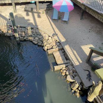 GATOR BEACH - Updated December 2025 - 132 Photos & 65 Reviews - 20001 ...