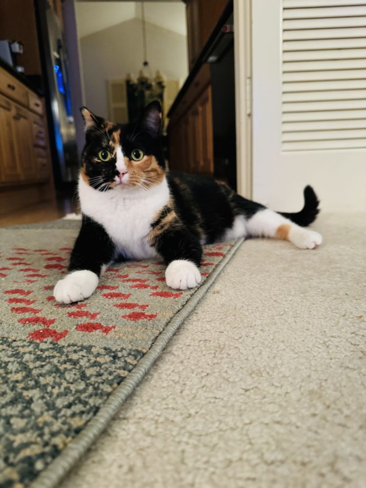 FLUFF BUDDIES - Updated January 2026 - 13 Photos - North Highlands ...