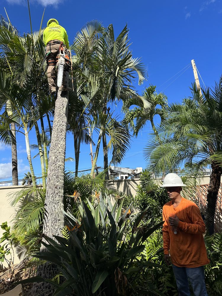 TREE BROTHERS HAWAII - Updated July 2025 - 23 Photos - Kaneohe, Hawaii ...