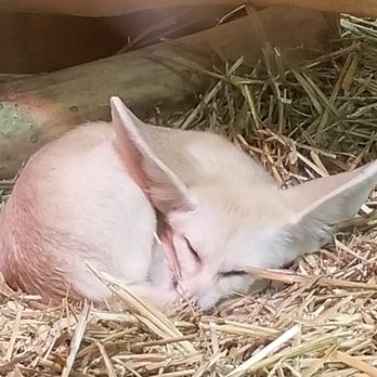 RANDALL OAKS ZOO - Updated March 2025 - 152 Photos & 38 Reviews - 1180 ...