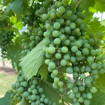 FRENCH RIDGE VINEYARDS & WINERY - Updated August 2025 - 36 Photos & 24 ...